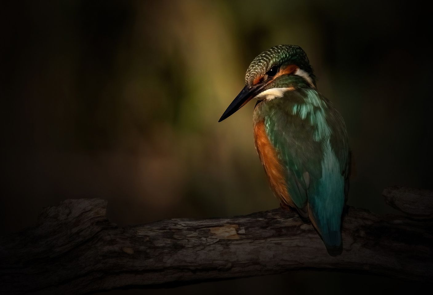 Kungsfiskare – Lollos Ritrum